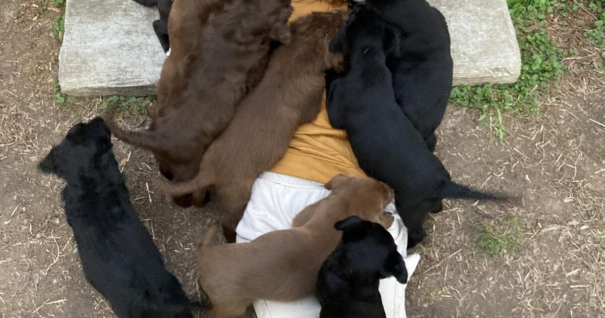 Puppies - Boykin Spaniel Mix for $100 in Columbia, SC | For Sale & Free ...