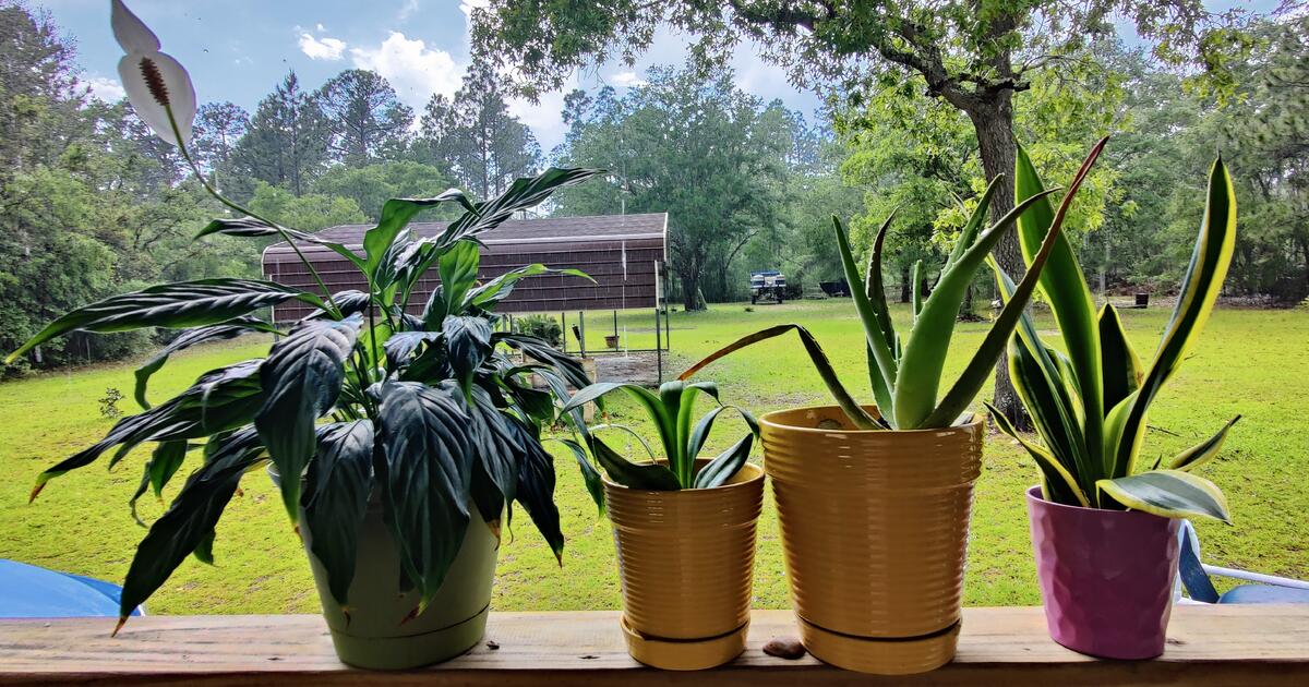 Various Plants with pots: Blooming Peace Lily, Snake Plants, Aloe Plant ...