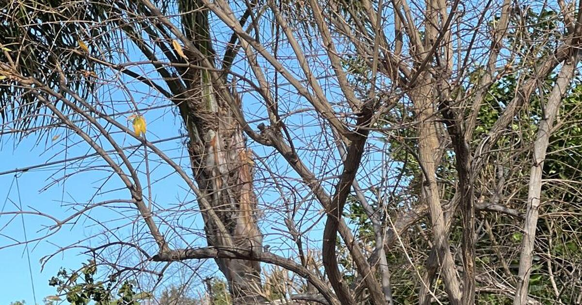 Fruit trees for Free in Glendale, CA | For Sale & Free — Nextdoor