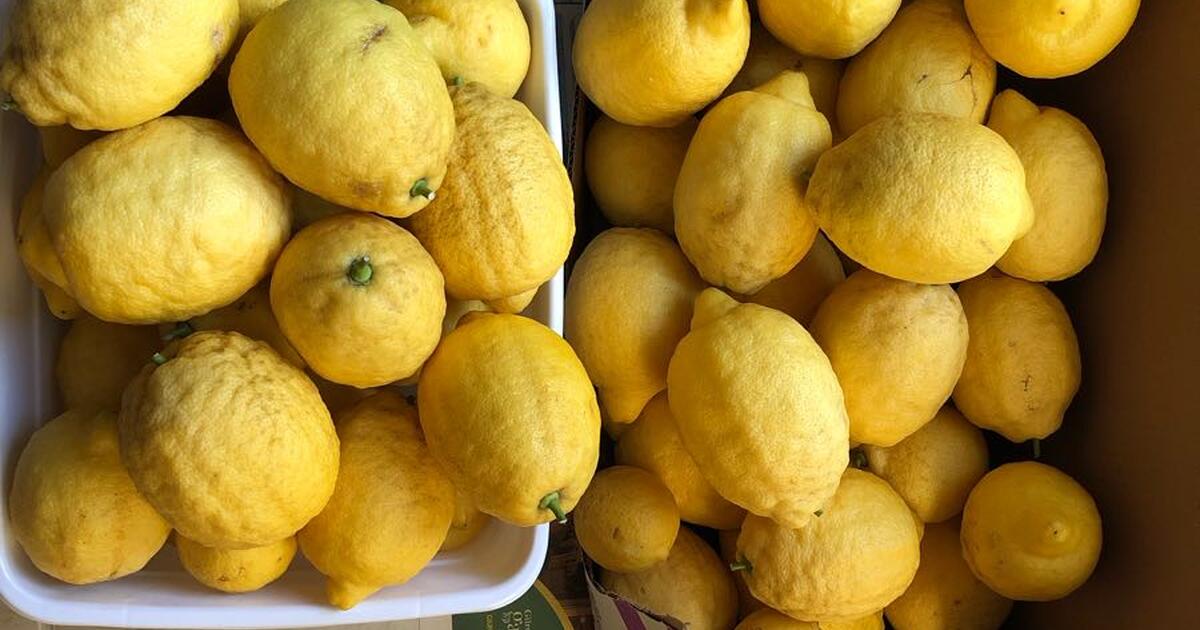 Free lemon for Free in Gilroy, CA | For Sale & Free — Nextdoor