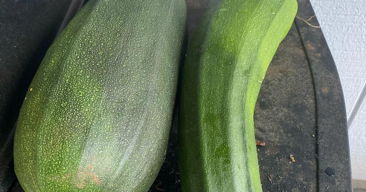 Zucchini in Vancouver, WA | For Sale & Free — Nextdoor