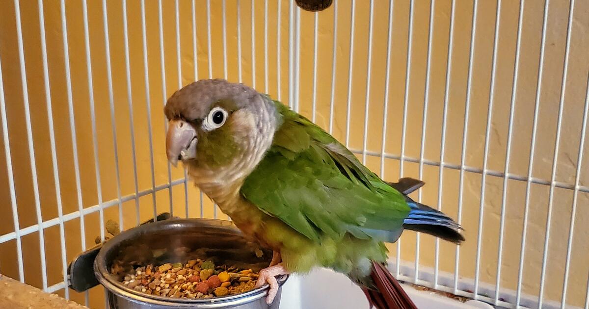 Green Cheek Conure "Peanut" for Free in Oro Valley, AZ | Finds — Nextdoor
