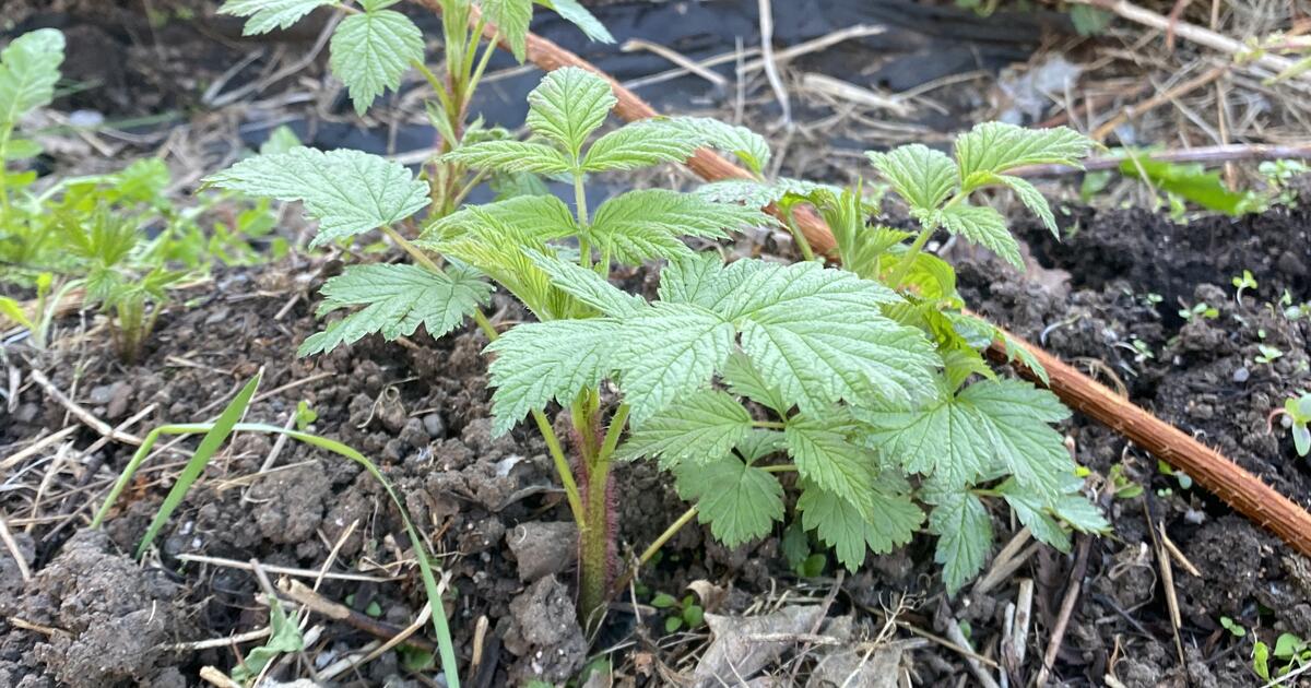 Free raspberry starts, on curb. More but need to be dug up. 2110 W 46th ...