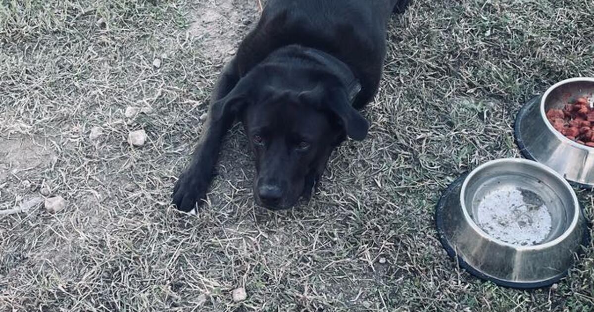 I’m looking for a good home for this beautiful lab. for Free in Humble ...