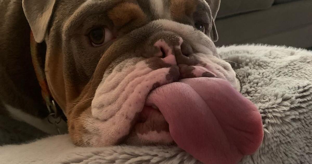 Giving away dog food collar a leashes and float sting devices ,our ...