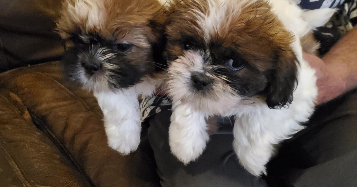 Male Shih Tzus in Houston, TX | For Sale & Free — Nextdoor