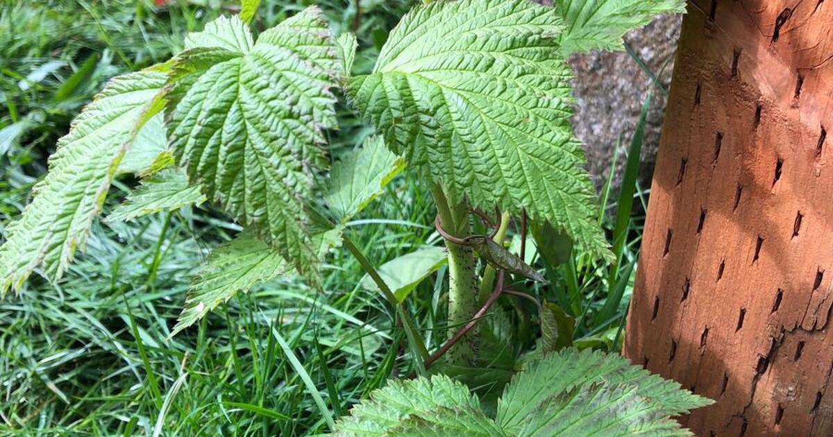 Raspberry sprouts for Free in Seattle, WA | For Sale & Free — Nextdoor