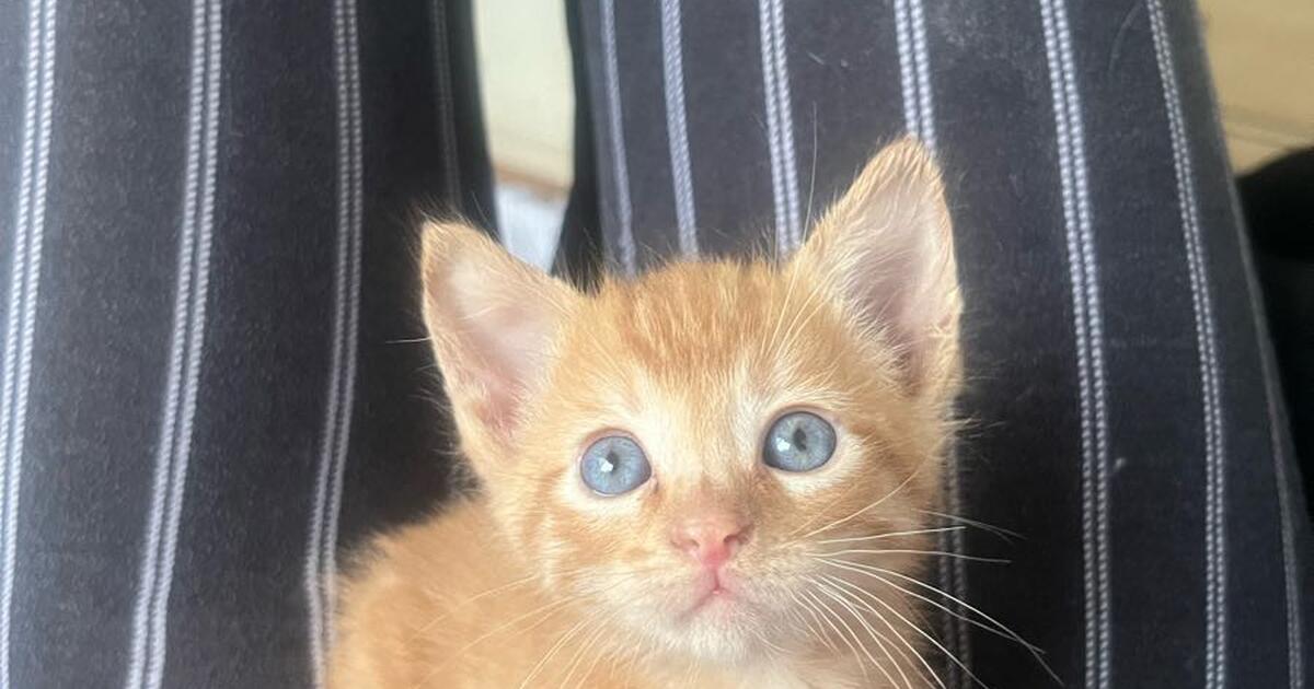 Kittens for Free in Reno, NV | For Sale & Free — Nextdoor