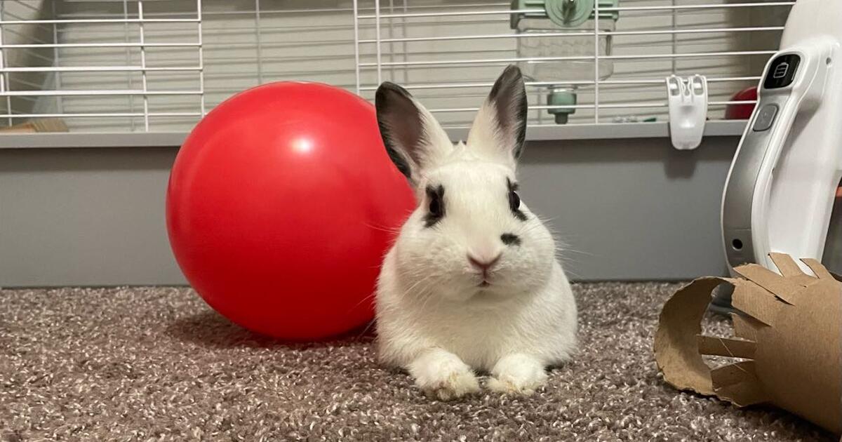 Bunny Rabbit for Free in Raleigh, NC | For Sale & Free — Nextdoor