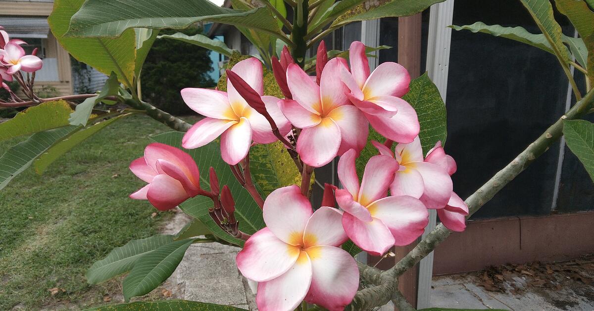 A Young Lady Needs Help in Leesburg, FL | For Sale & Free — Nextdoor