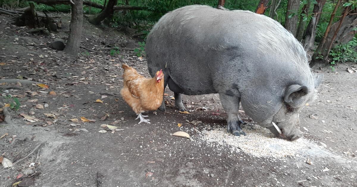 Free pig in Port Townsend, WA | For Sale & Free — Nextdoor