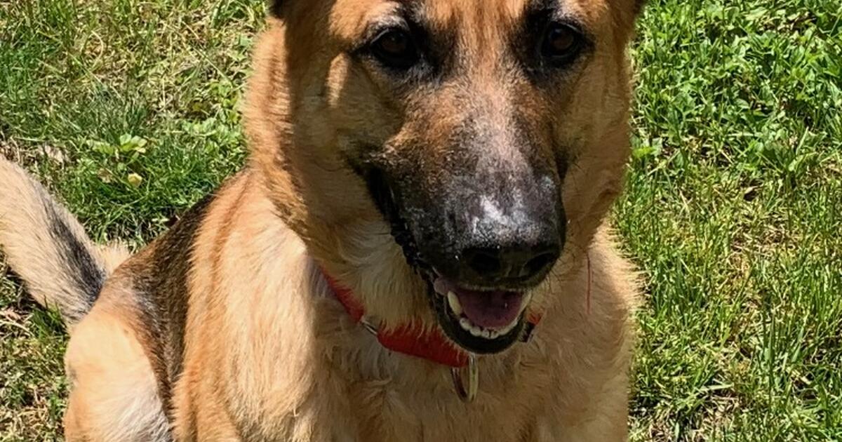 Seeking a Loving Home for Our German Shepherd for Free in Washington ...