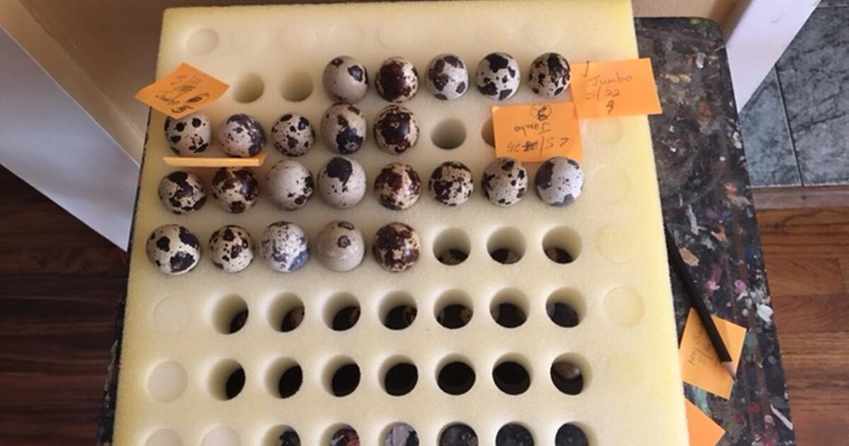 Quail eggs & quail poop available for Free in Houston, TX | For Sale ...
