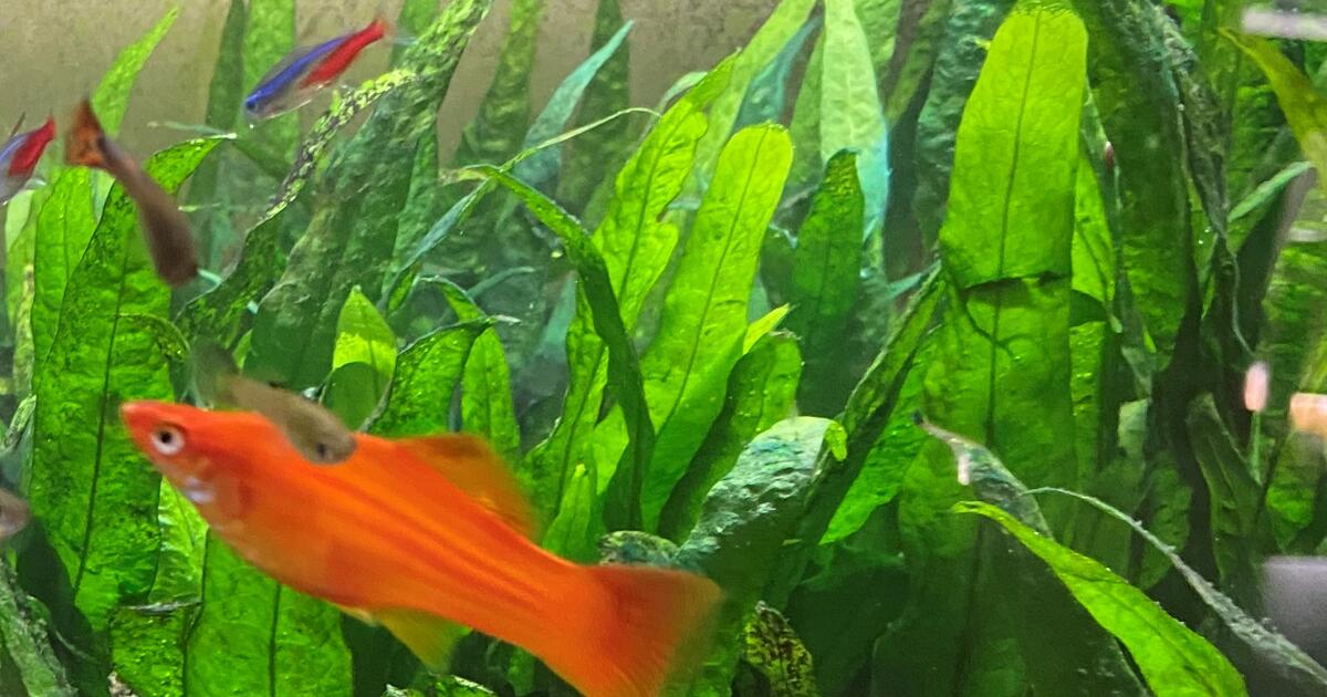 Free 2 month old Swordtail babies for Free in Huntersville, NC | For ...
