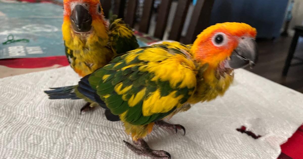 Baby sun conure in El Dorado Hills, CA | Finds — Nextdoor