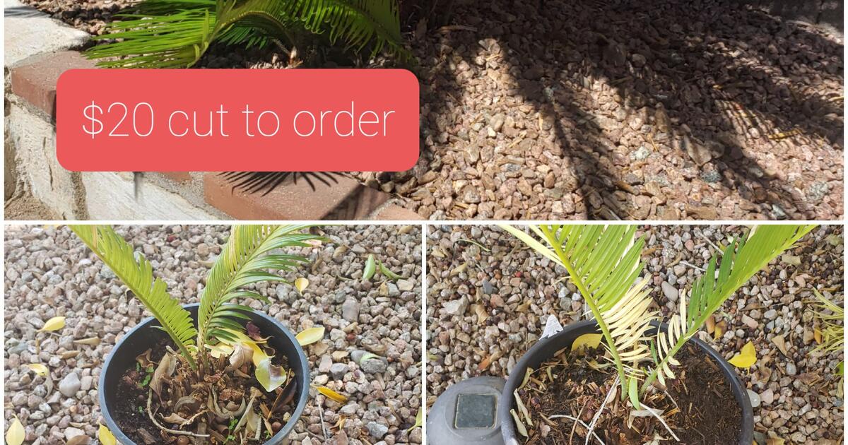 On SALE $3 Sago Palm (Cycas Revoluta) Pups for $3 in Mesa, AZ | For ...
