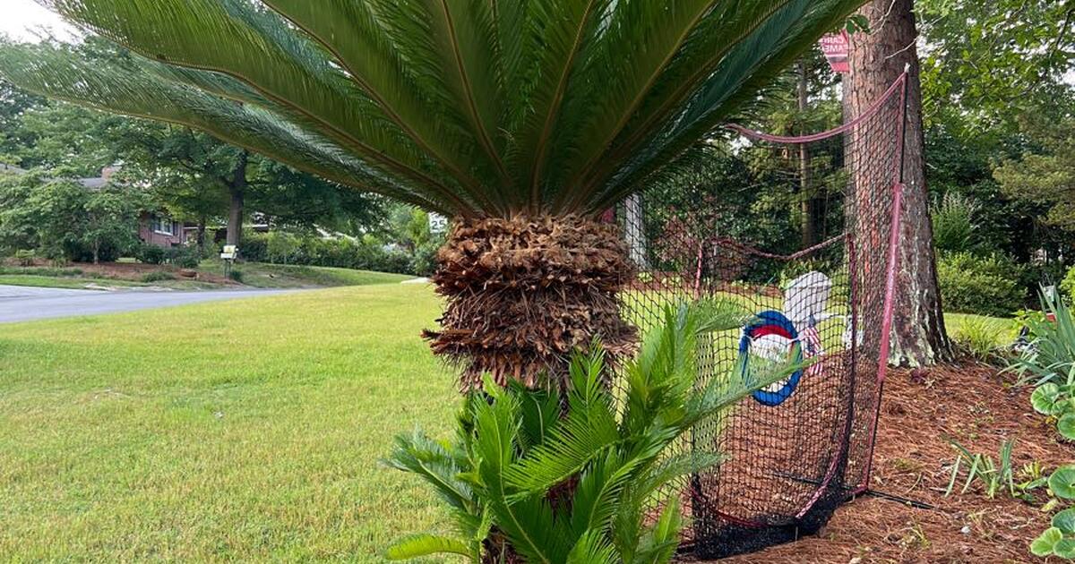 Baby Sago Palms for $40 in Columbia, SC | For Sale & Free — Nextdoor