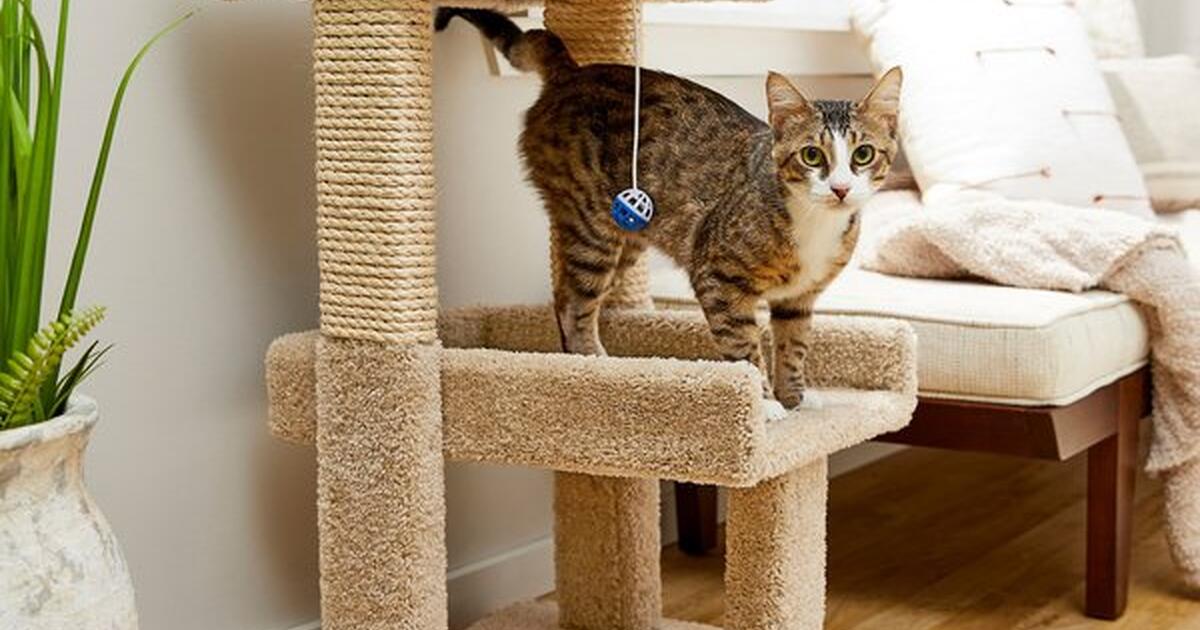 ISO CAT TREE/TOWER FOR FREE for Free in Detroit, MI | For Sale & Free ...