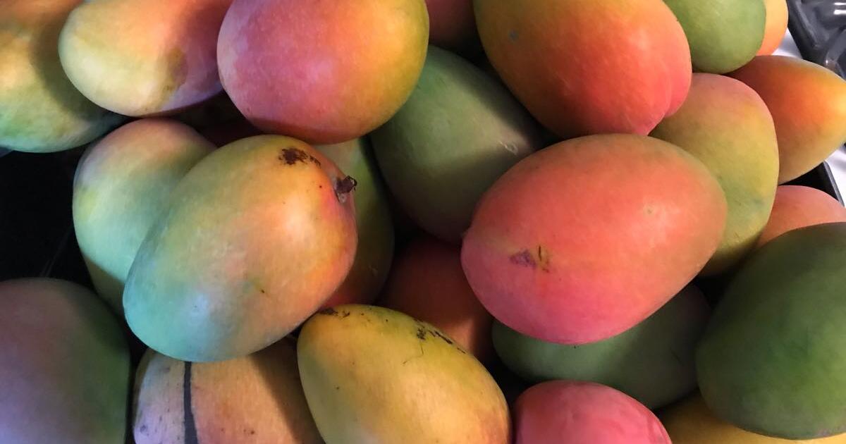 Glenn mangoes no fiber for Free in Miami, FL | Finds — Nextdoor
