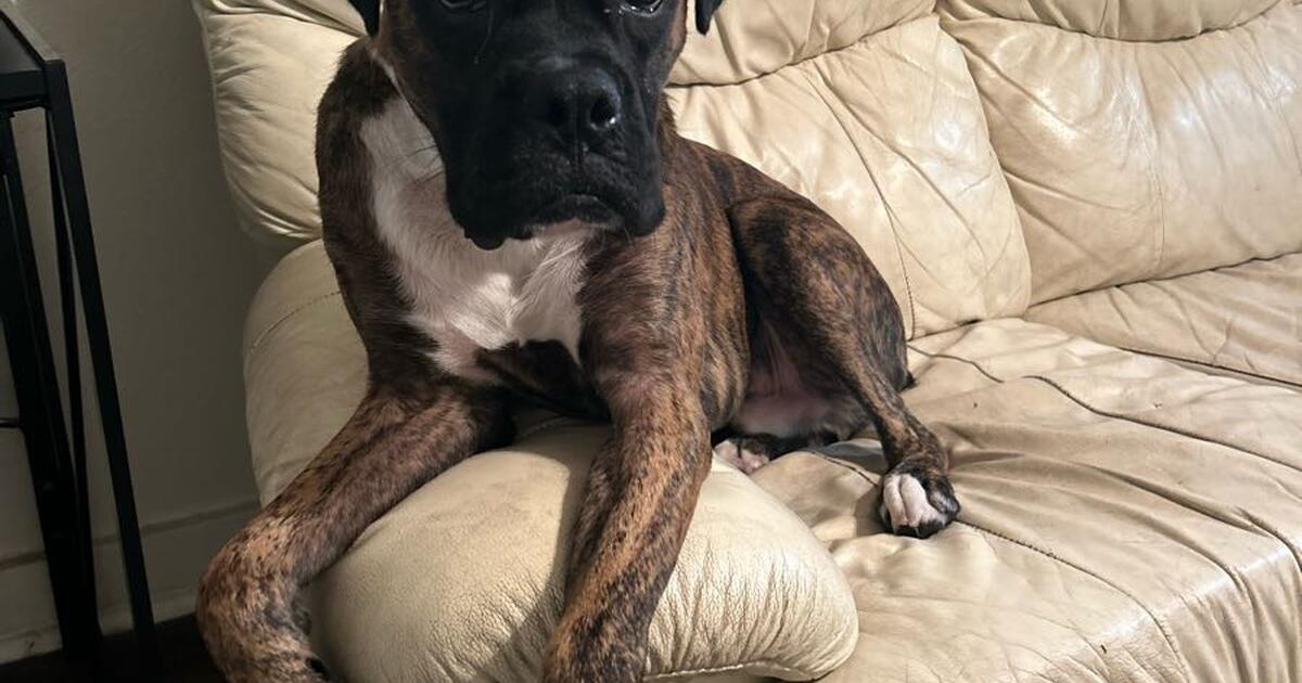 Rehoming 1 year old boxer for Free in Washington, DC | For Sale & Free ...