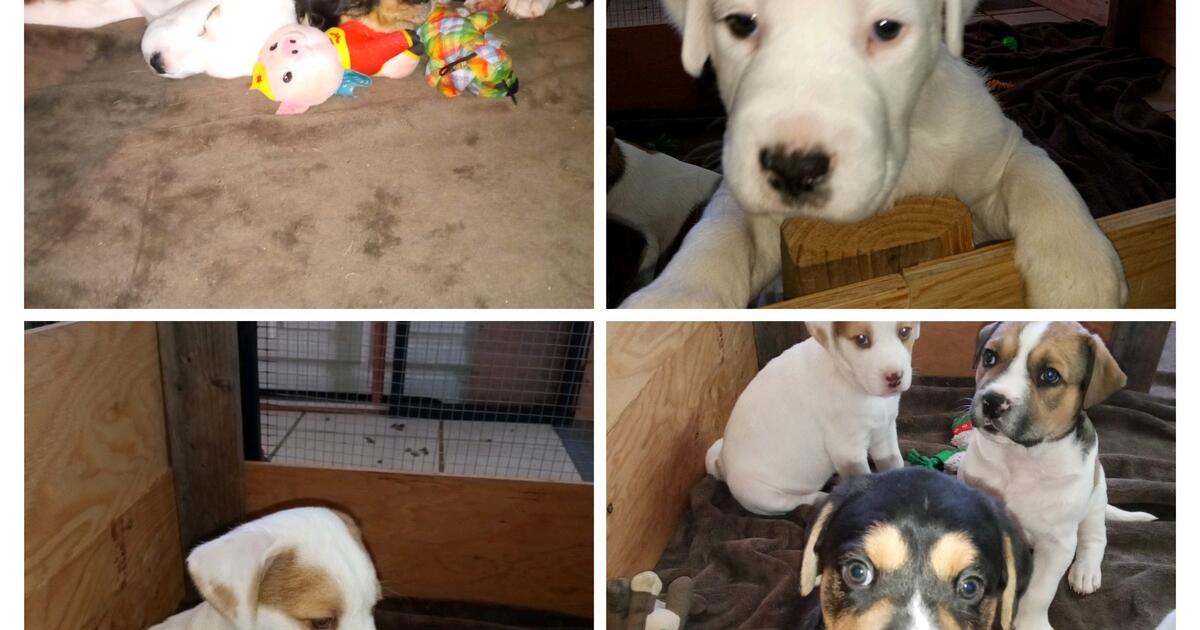 Free Puppies Spokane Wa