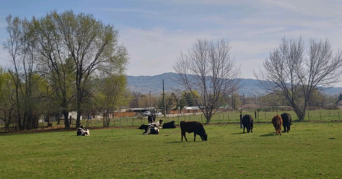 Local Boise Raised Lean USDA Processed Beef 20 Pounds For 175 In