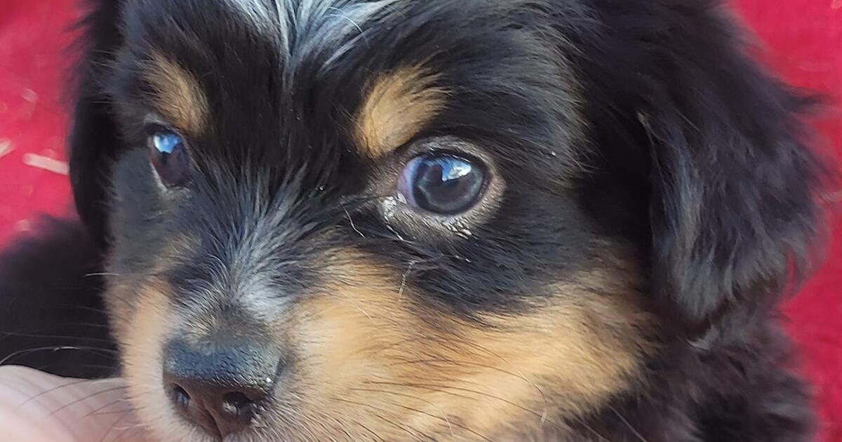 AKC/ASDR Miniature American Shepherds / Mini Aussies for $500 in ...