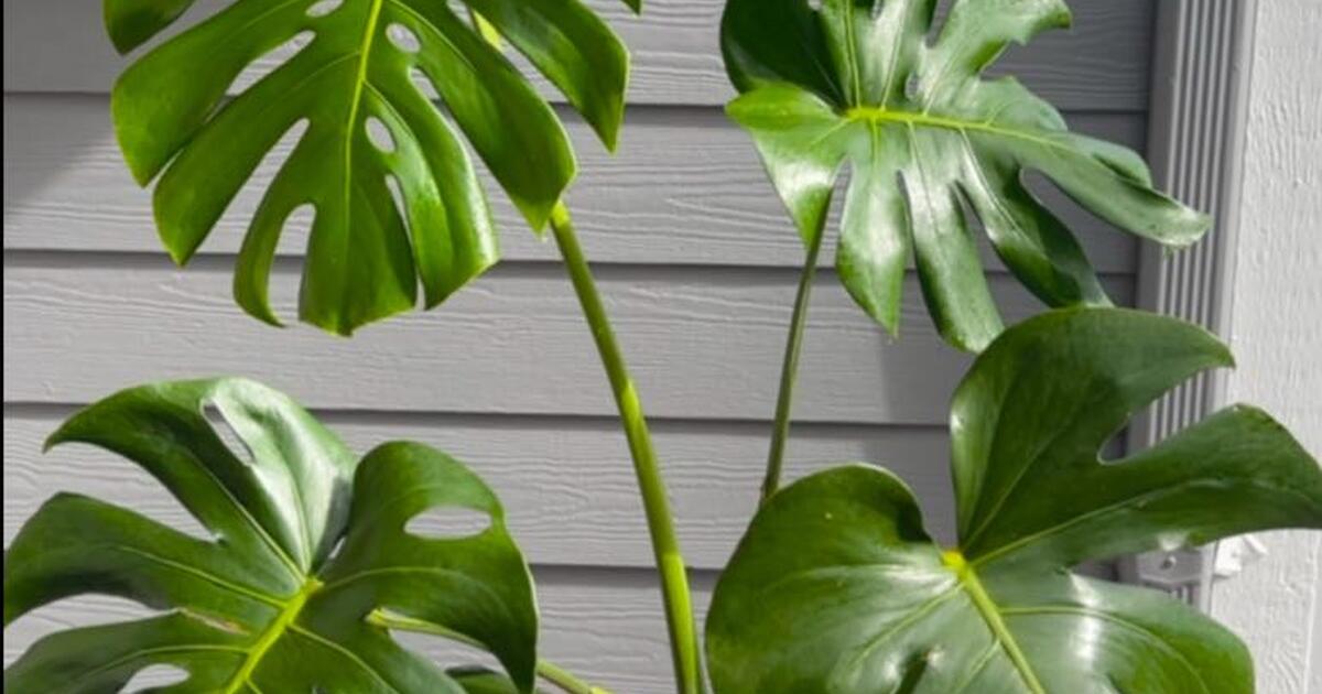 Indoor/Outdoor Plant and Fruit Trees for $1 in Kissimmee, FL | For Sale ...