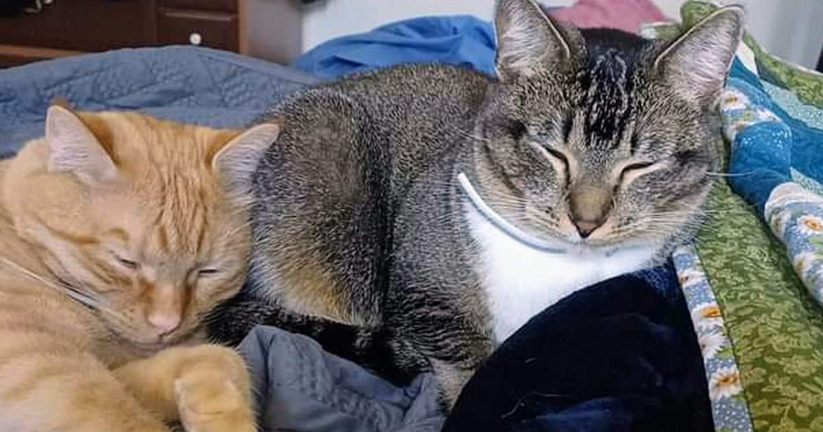 ‼️ Urgent ‼️ Foster home or forever home needed. for $25 in Lompoc, CA ...