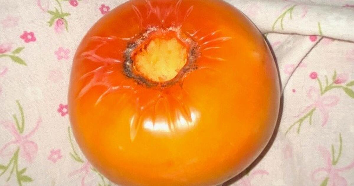 Looking for home grown persimmons for Free in Sunnyvale, CA | Finds ...