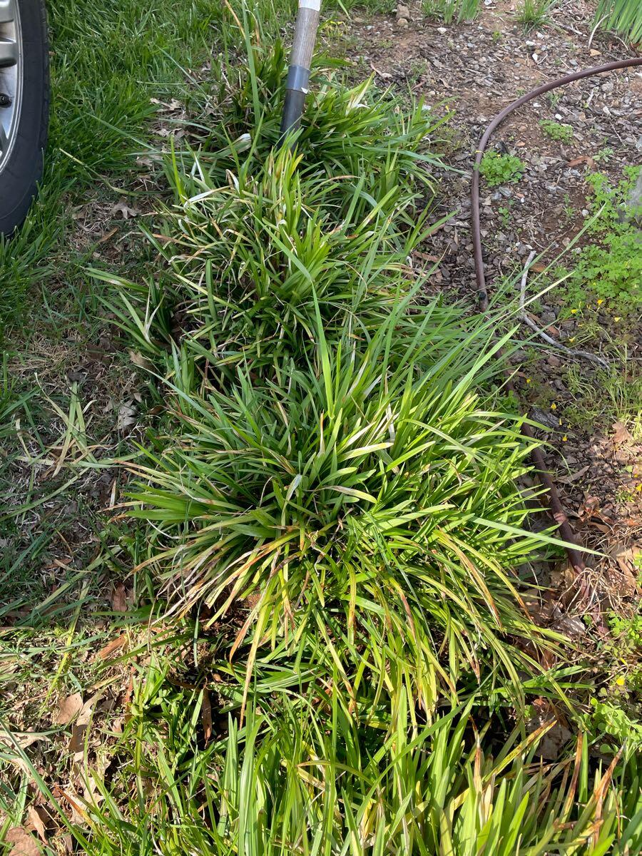 Monkey grass- ground cover for Free in Brentwood, TN | For Sale & Free — Nextdoor