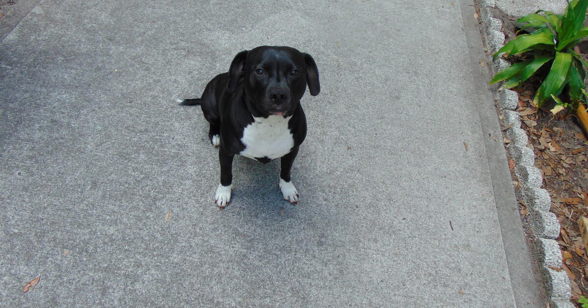 FREE To a good home. Loving and great watch dog. 41/2 year old female ...