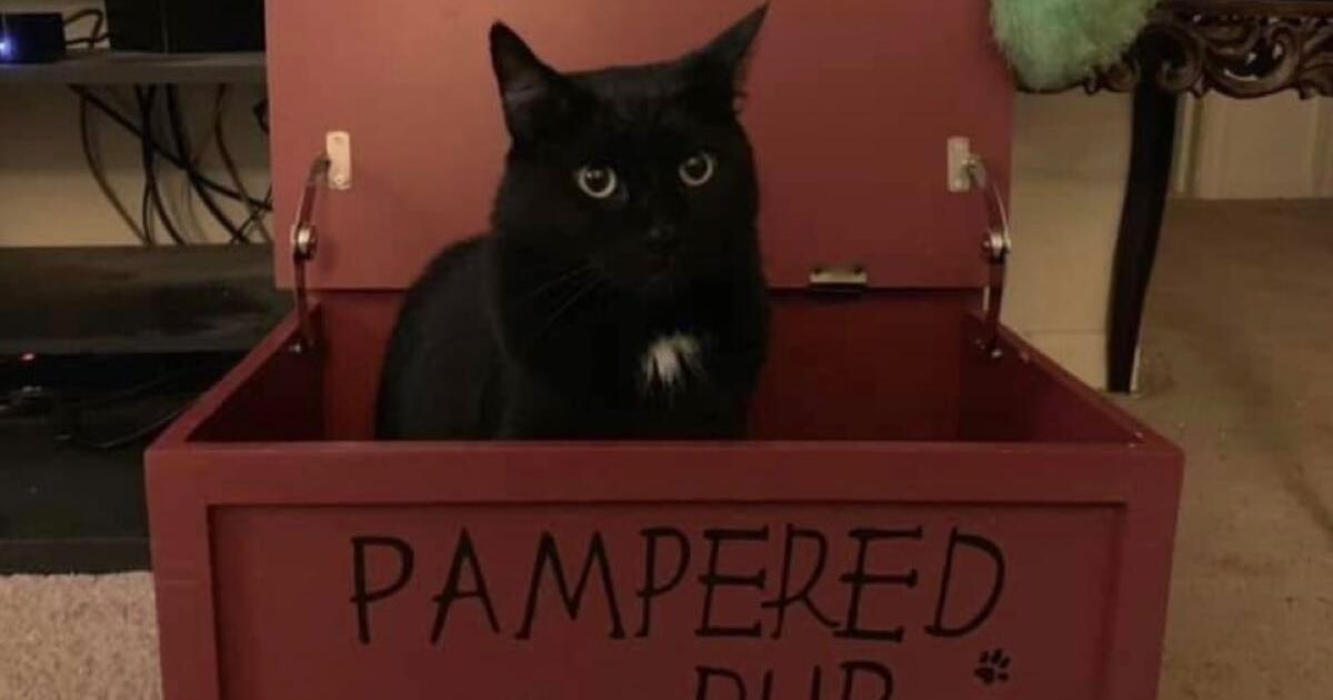 Sturdy and Clean Pampered Pup Wooden Container for $10 in Browns Mills ...