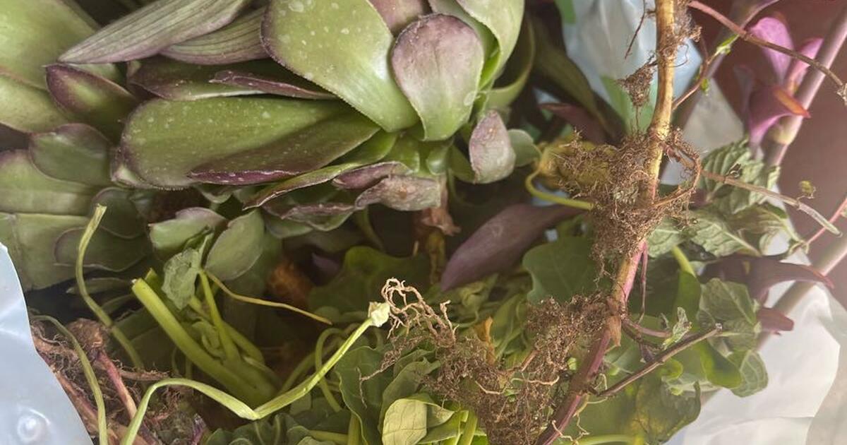 Free mixed Canna bulbs, and mixed Succulents. bags of Wandering Jews ...