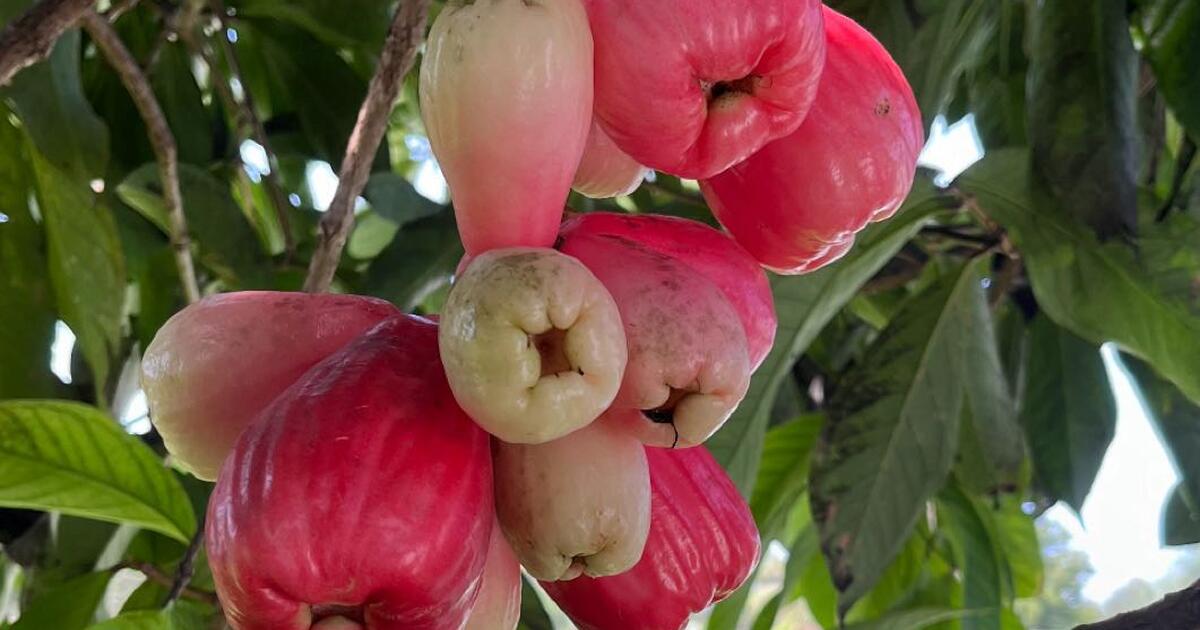 Java Apple/ wax Jambu/ Malay Apple for $5 in Davie, FL | For Sale ...
