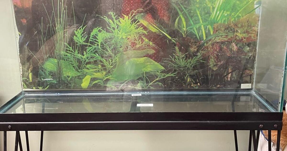 60 gallon fish tank for Free in Derby, NY | For Sale & Free — Nextdoor