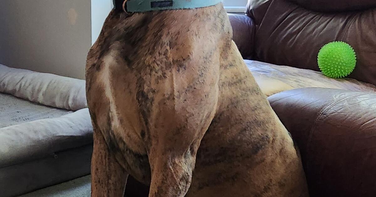 Re-home a 18 month old Great Dane in St. Louis, MO | For Sale & Free — Nextdoor