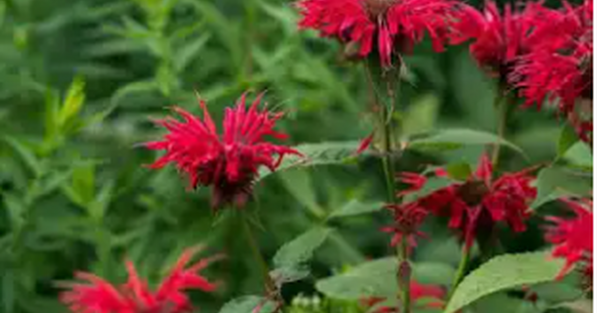 Free monarda and vinca minor (periwinkle) plants for Free in St. Paul ...