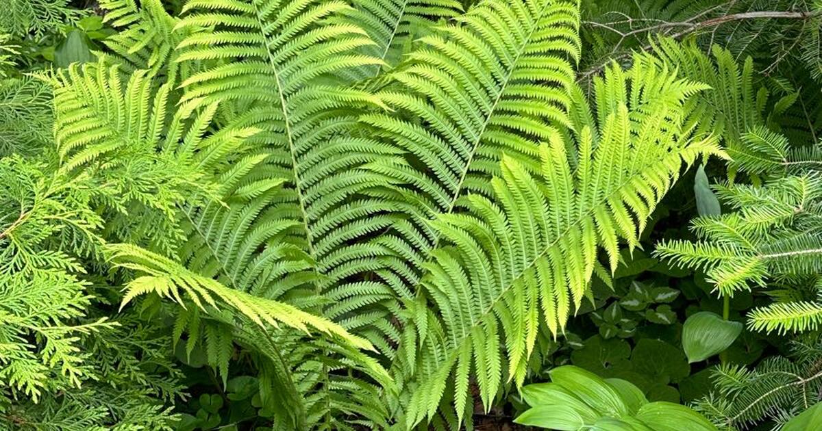 Ferns/perennial for Free in Woodbury, MN | For Sale & Free — Nextdoor