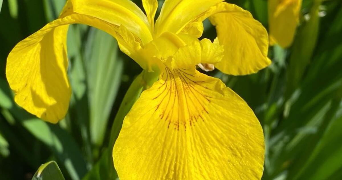 Tall Yellow Siberian Iris -will mature to 4-5’ tall FS to PS -please read description for $10 in ...