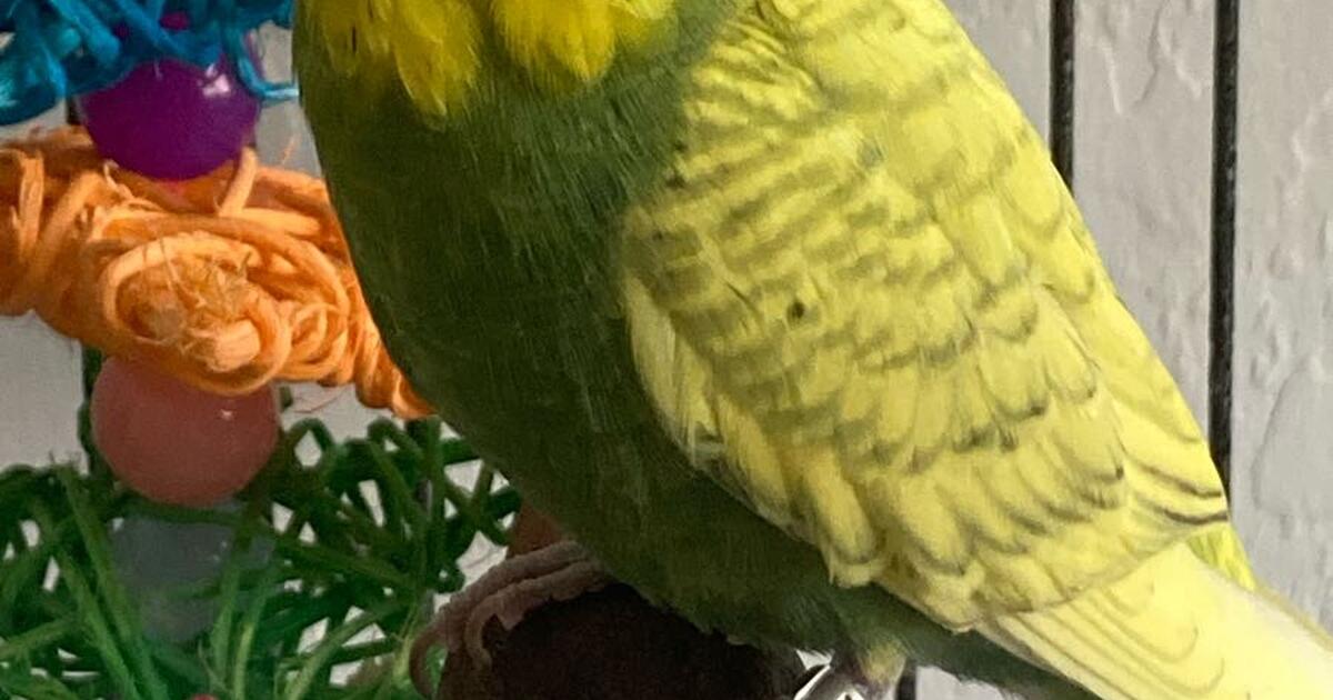Bonded female-male budgie/parakeet pair for $50 in Surprise, AZ | Finds ...