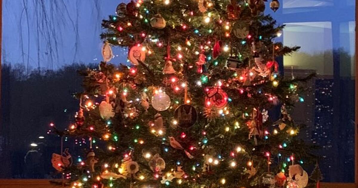 8’ Barcana Christmas Tree NOT pre-lit for Free in Lakeville, MN | For ...