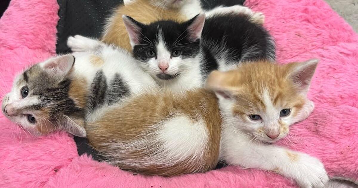 Free Kittens for Free in Arlington, VA | For Sale & Free — Nextdoor