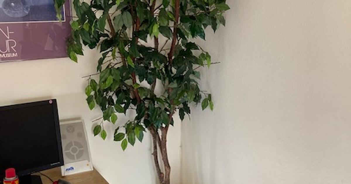 6' Artificial Ficus Tree for Free in Irvine, CA | For Sale & Free ...