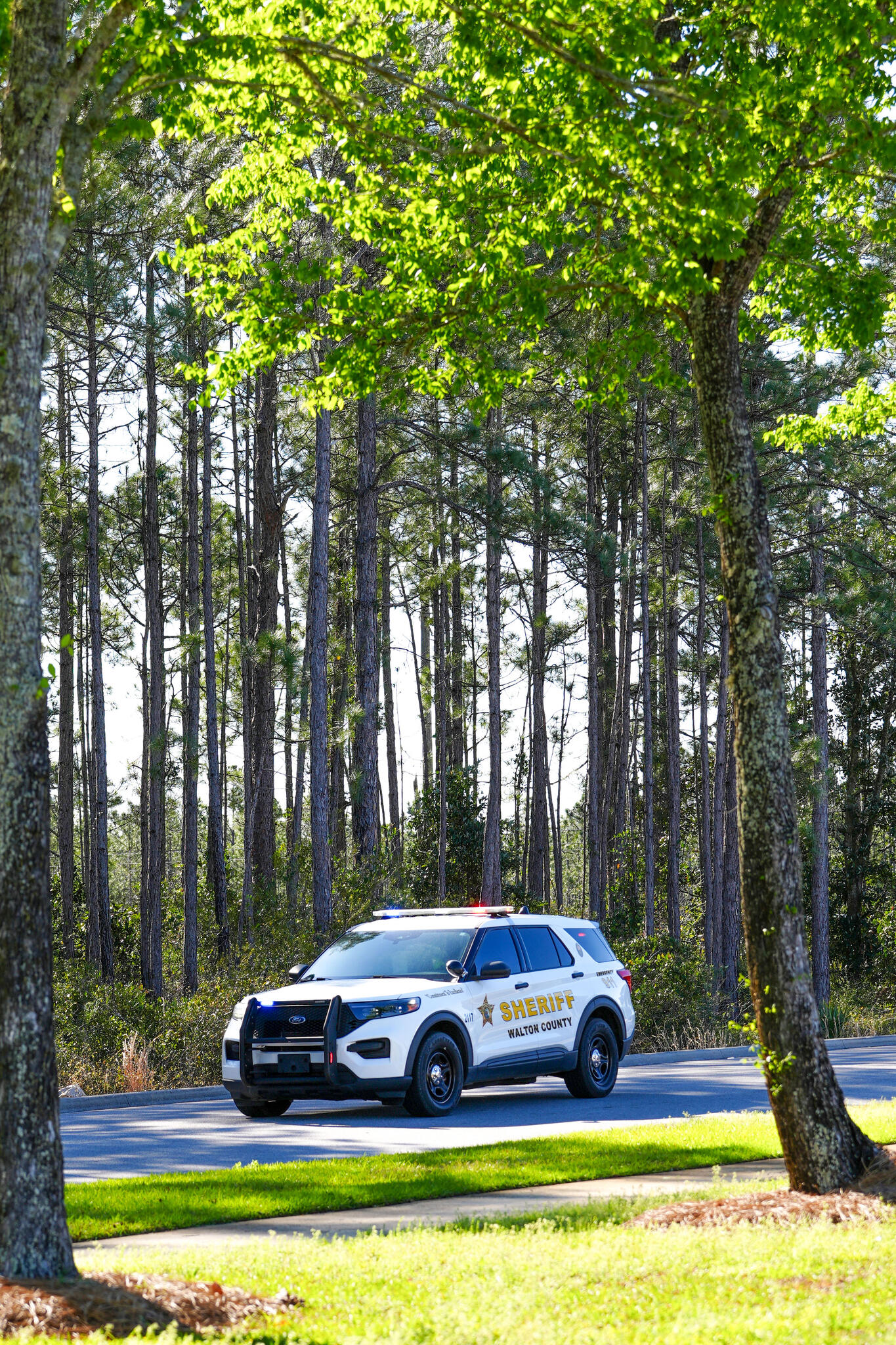 We are letting the green be seen on this first day of spring! (Walton ...