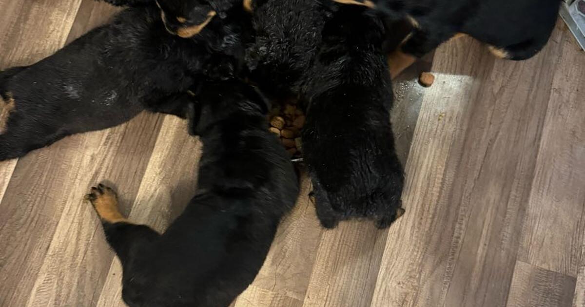 Full blooded Rottweiler puppies for $1200 in Everson, PA | For Sale ...