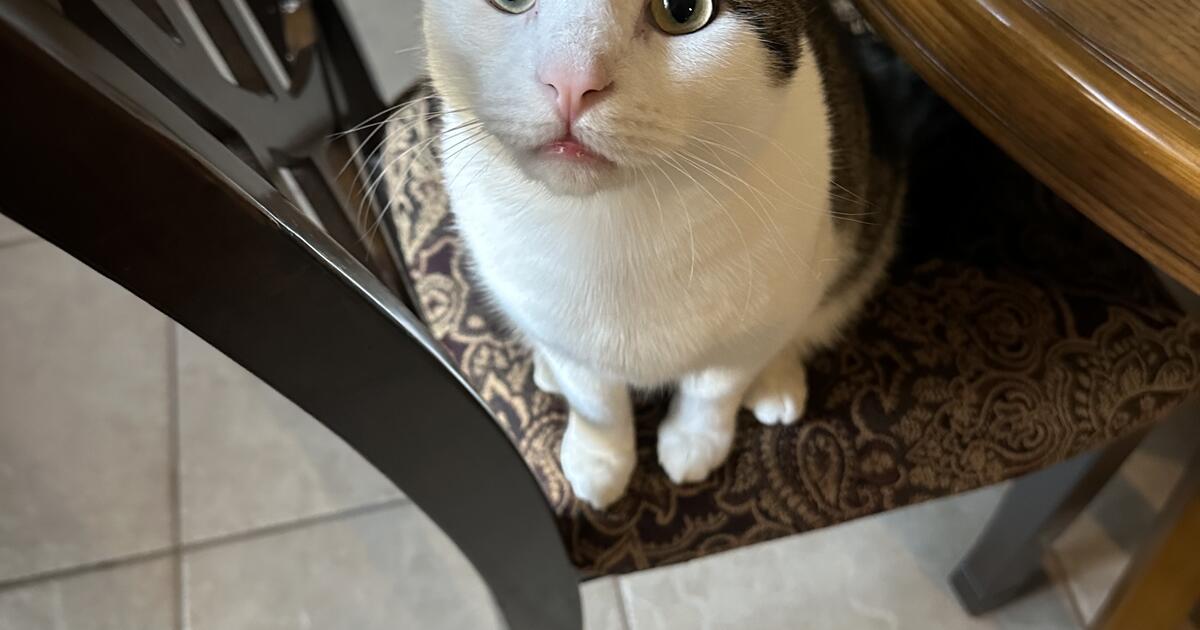 Our dear Paco for Free in Round Rock, TX | For Sale & Free — Nextdoor