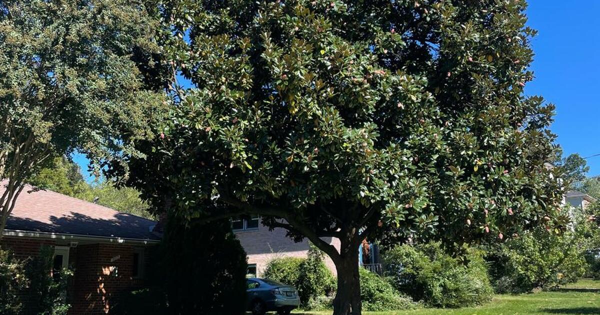 Large Shade Tree for Free in Arlington, VA | For Sale & Free — Nextdoor