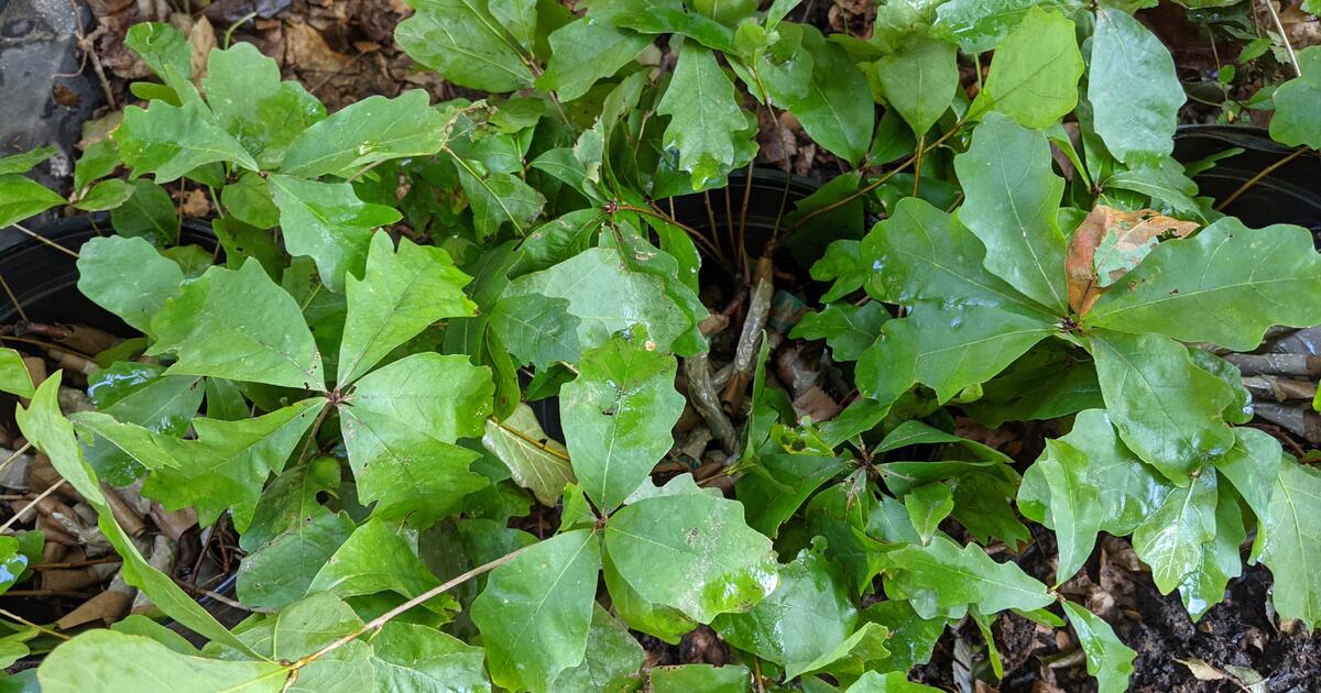 White Oak yearlings for Free in Garner, NC | For Sale & Free — Nextdoor