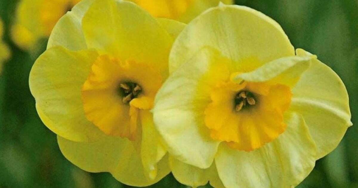 Sun disc daffodils for $3 in Santa Rosa, CA | For Sale & Free — Nextdoor